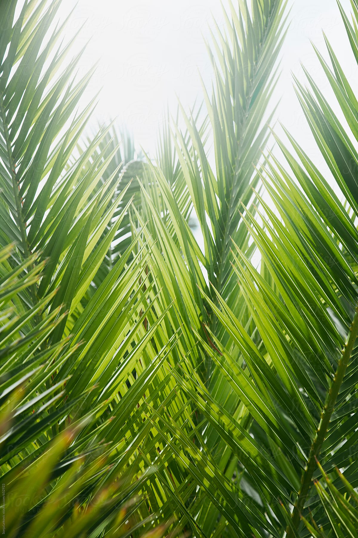 "Palm Tree Leaves Background" by Stocksy Contributor "Sonja Lekovic ...