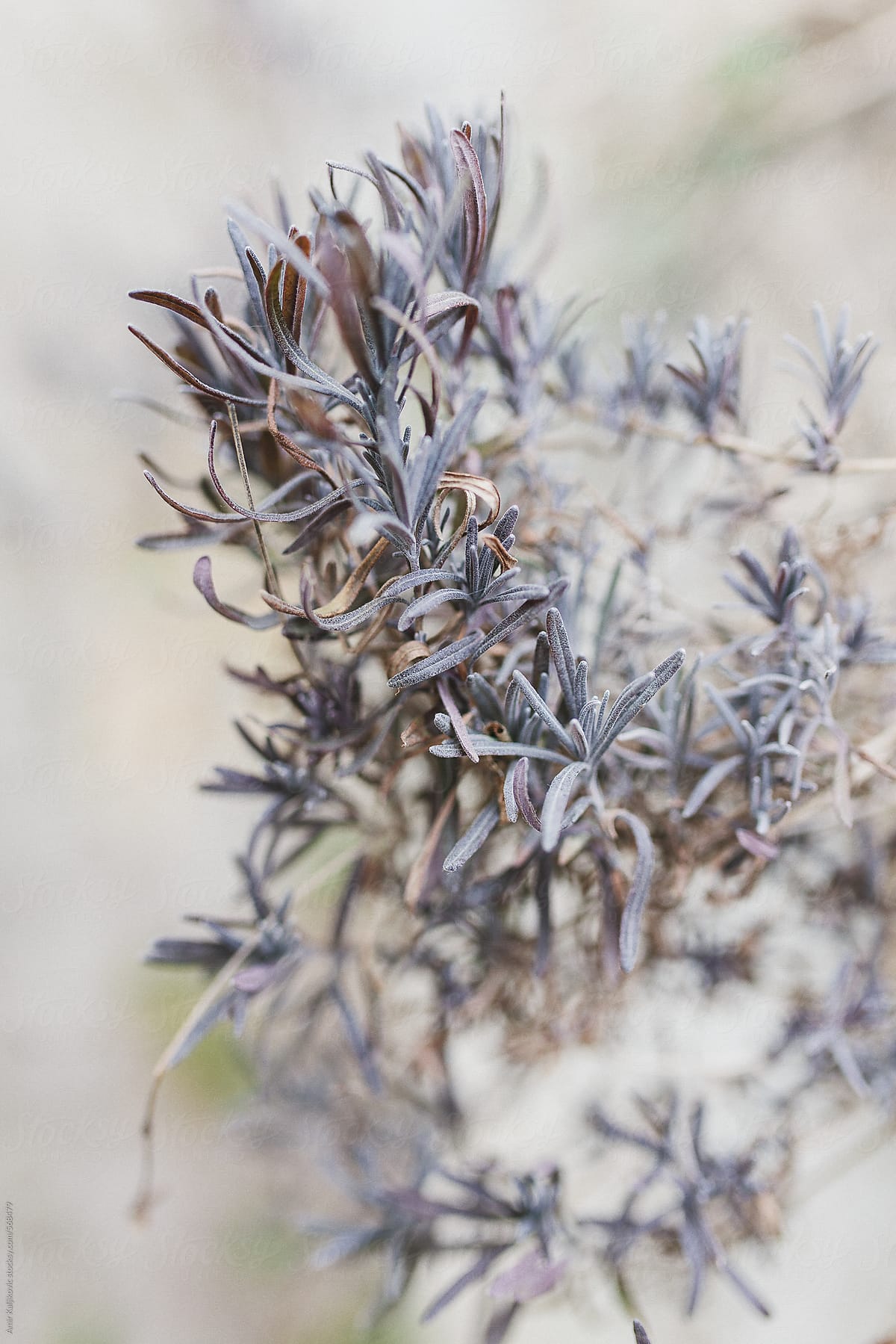 "Purple Dried Lavender Shrub" by Stocksy Contributor "Amir Kaljikovic ...