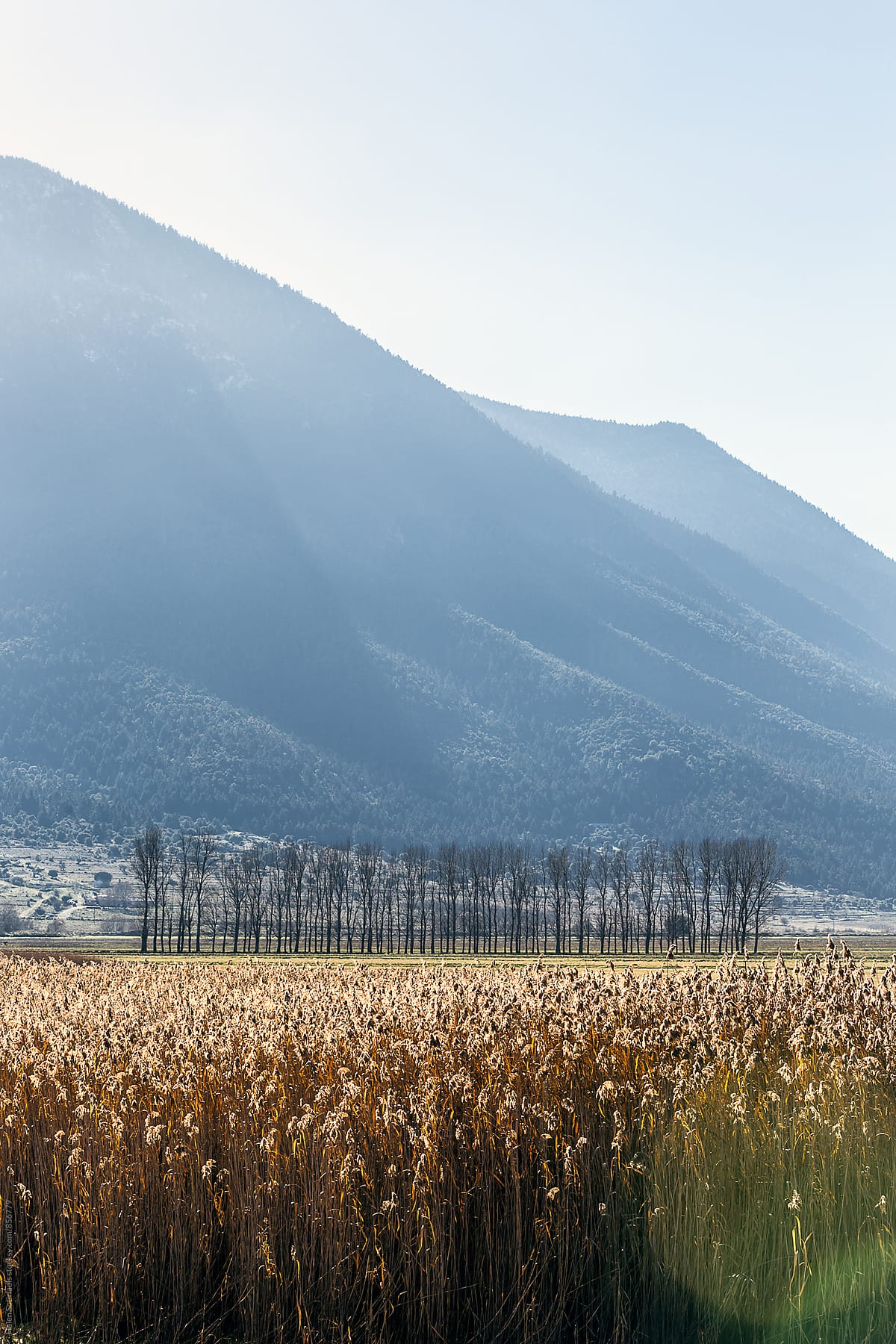"A Field Of Grain With A Row Of Trees" by Stocksy Contributor "Helen ...