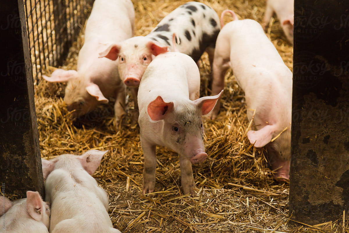 "Piglets In Pen On Farm" by Stocksy Contributor "Kirsty Begg" - Stocksy