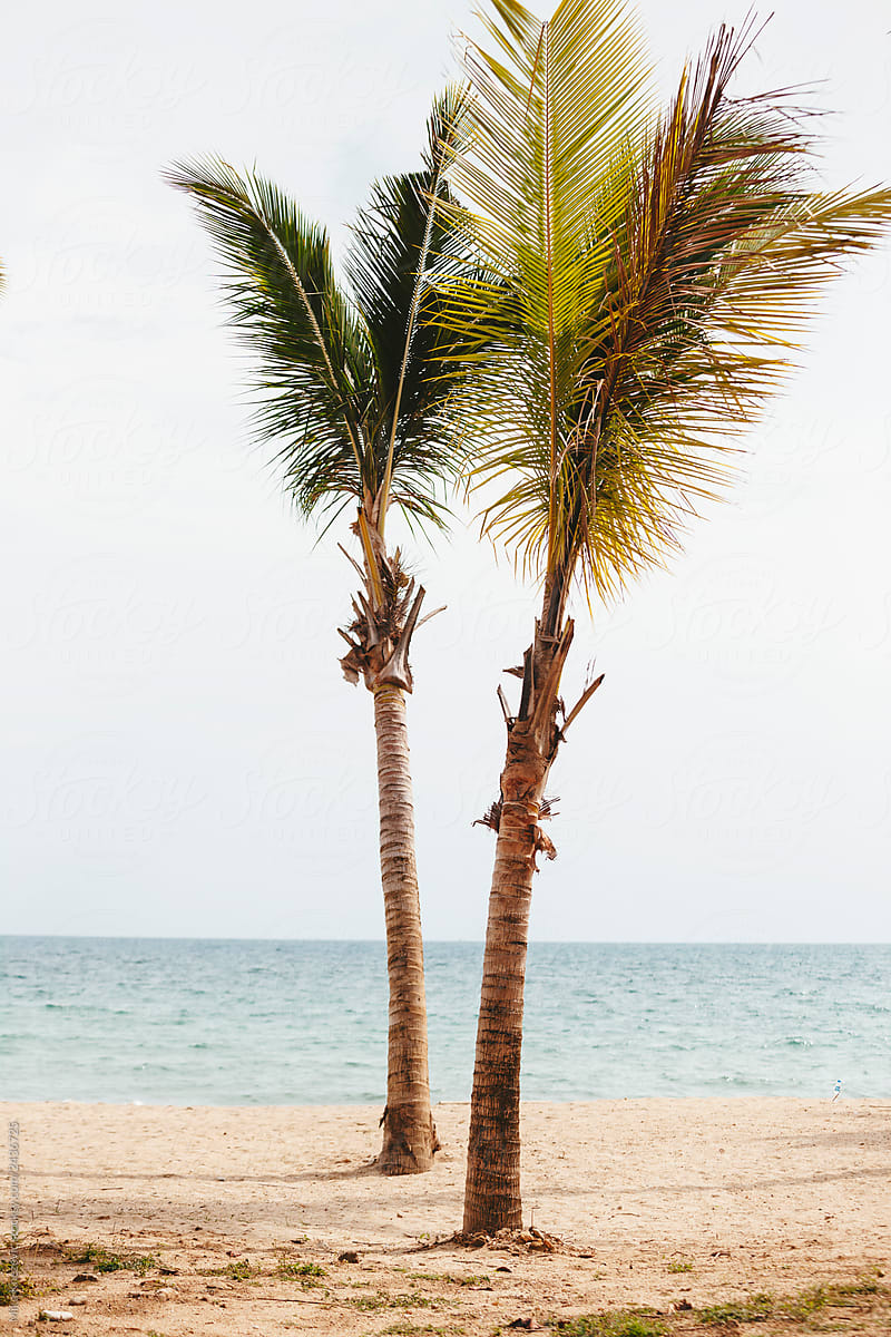 "Palm Tree On The Beach By The Sea" by Stocksy Contributor "Mika ...