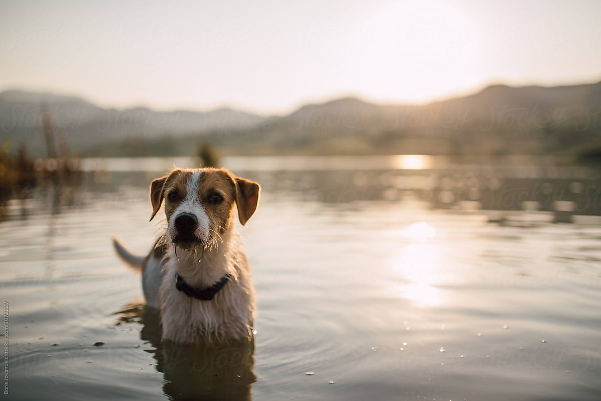 "Dog Standing In The Lake" by Stocksy Contributor "Boris Jovanovic ...