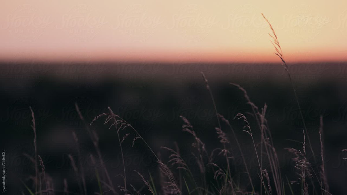 "Meadow Grass Field Sunset Summer Nature Outdoors Landscape Scenic" by ...