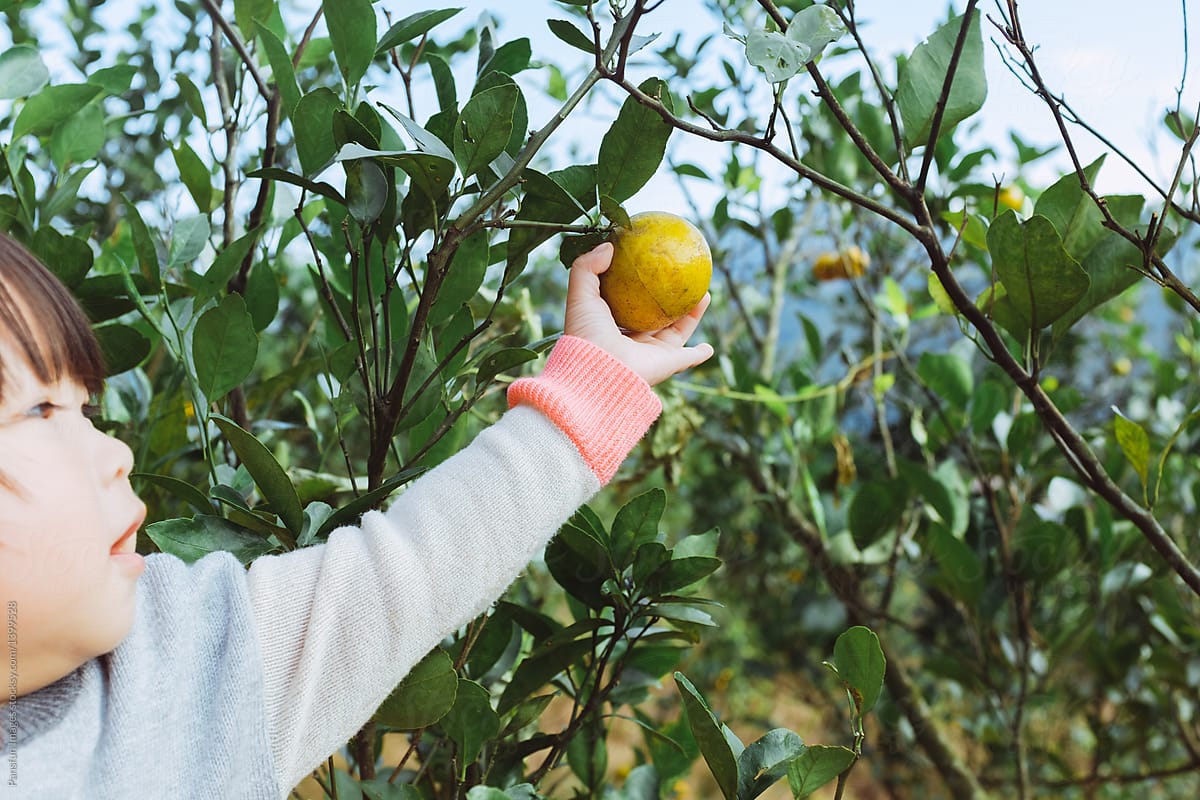 "Little Girl Picking Citrus In Farm" by Stocksy Contributor "Pansfun ...