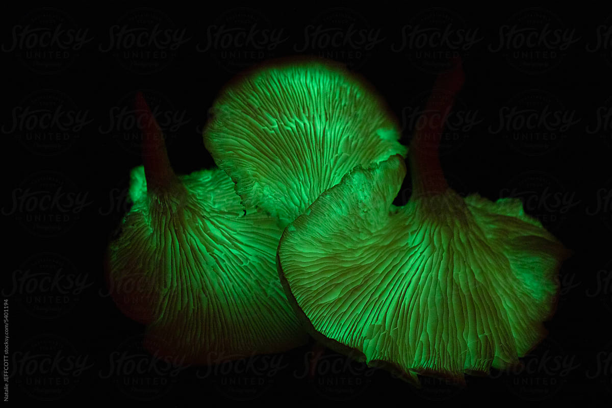 "Glowing Ghost Mushrooms At Night" by Stocksy Contributor "Natalie ...