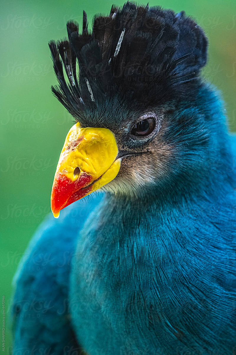 "Great Blue Turaco" by Stocksy Contributor "ALAN SHAPIRO" - Stocksy