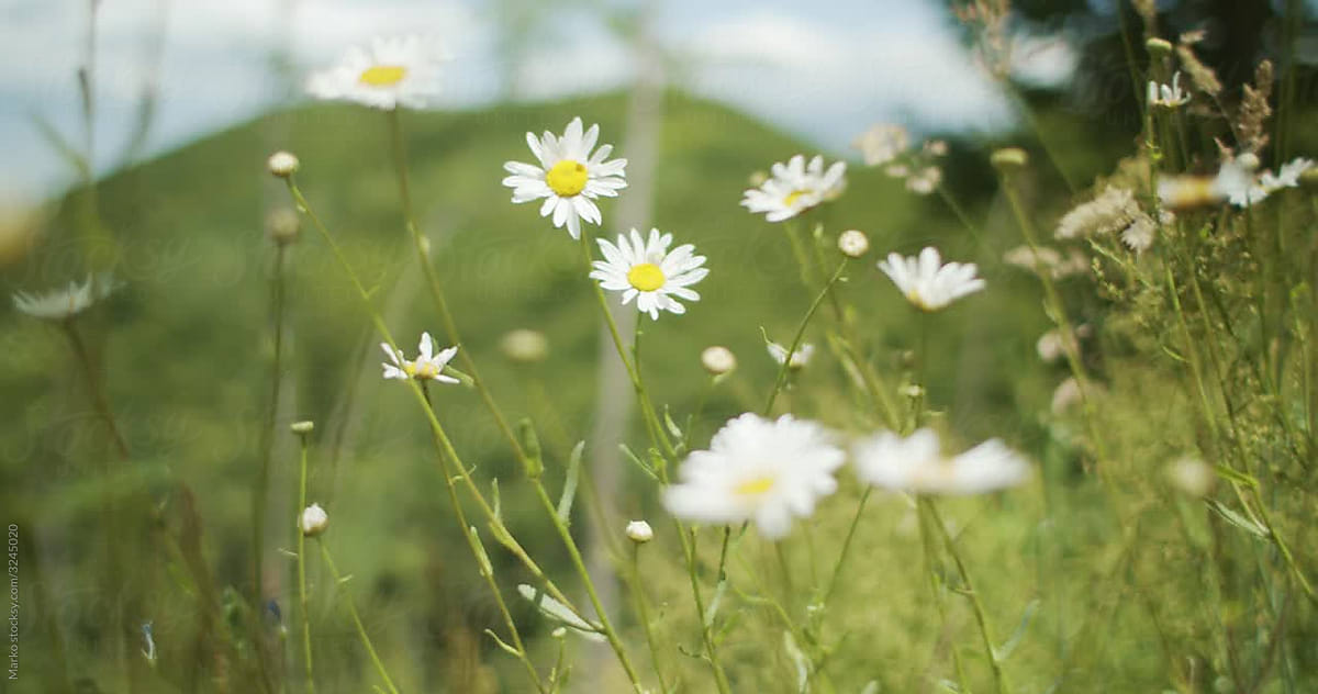 "Daisy Flower Spring Nature Forest" by Stocksy Contributor "Marko ...