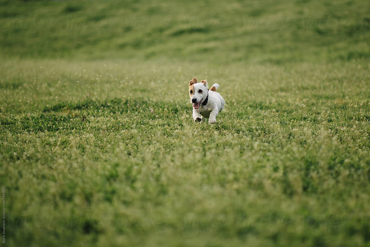 "Two Dogs Playing In The Open Field" by Stocksy Contributor "Boris ...