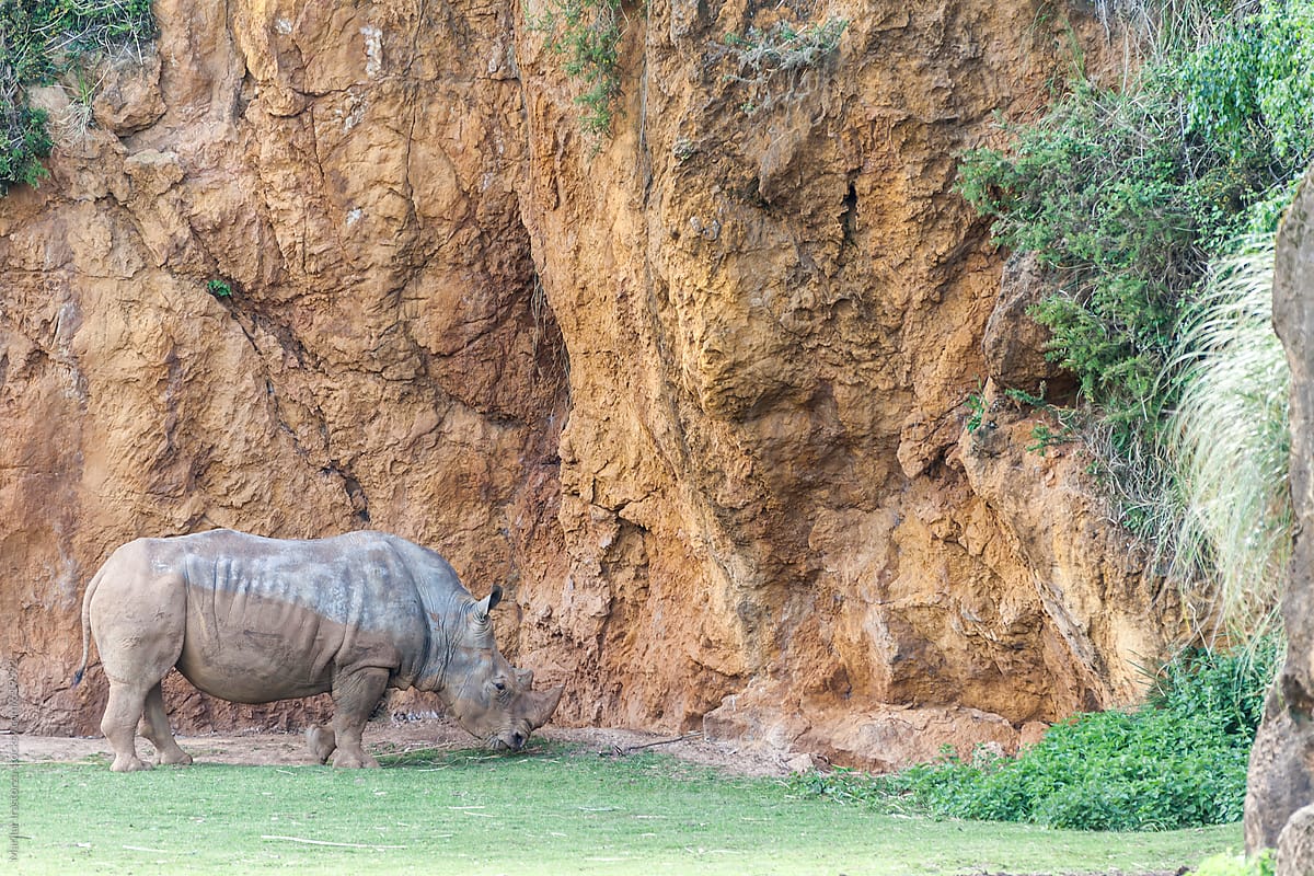 "White Rhino Grazing" by Stocksy Contributor "Marilar Irastorza" - Stocksy