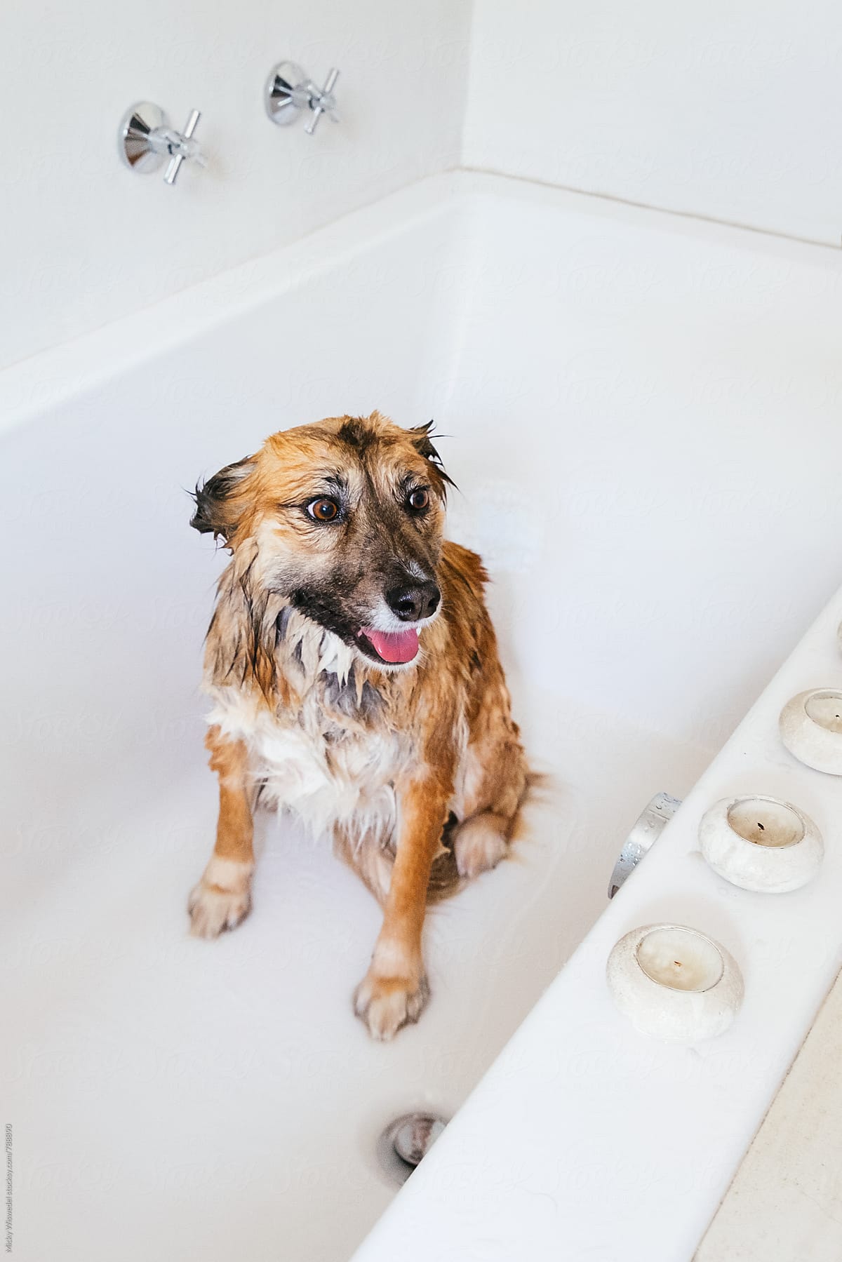 "Dog Washing" by Stocksy Contributor "Juno" - Stocksy