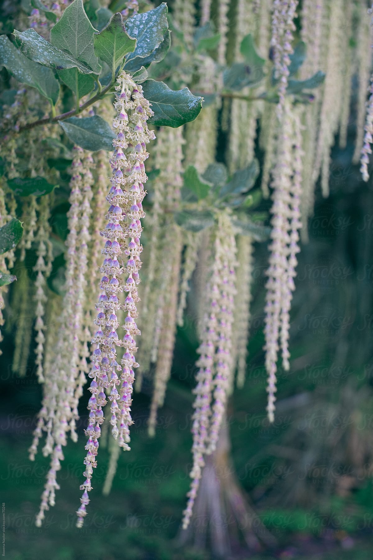 "Winter Blossom" by Stocksy Contributor "Rowena Naylor" - Stocksy
