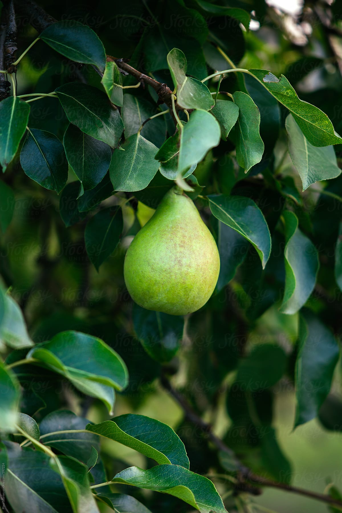 "Green Pear On Tree" by Stocksy Contributor "Sibila and Pavel" - Stocksy