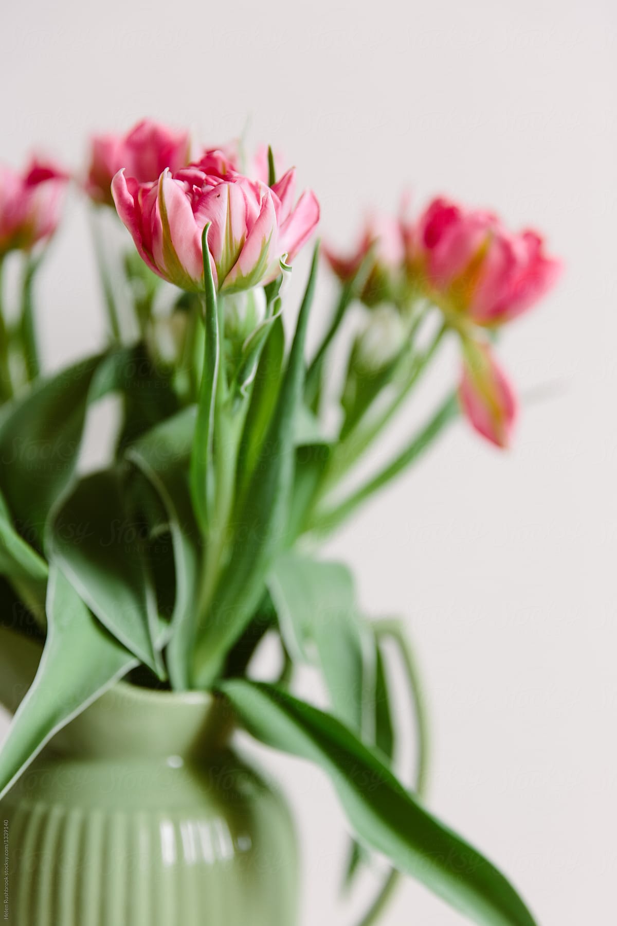 "Pink Frilly Tulip Flowers In A Green Vintage Jug" by Stocksy ...