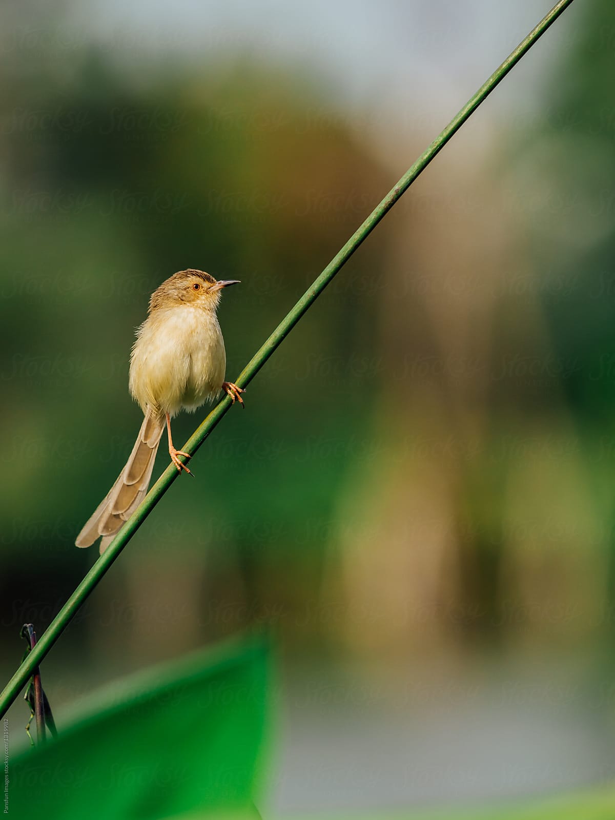 "Tawny-flanked Prinia (Prinia Subflava) Bird" by Stocksy Contributor ...