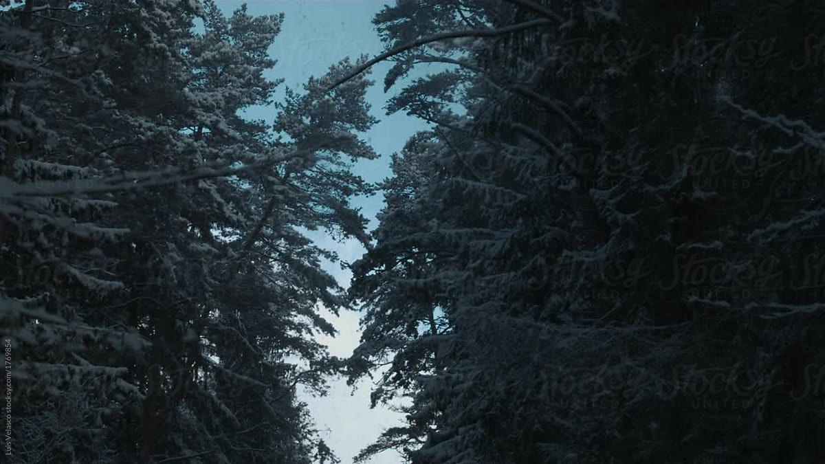 "Snowy Forest Canopy Against Twilight Sky" by Stocksy Contributor "Luis ...