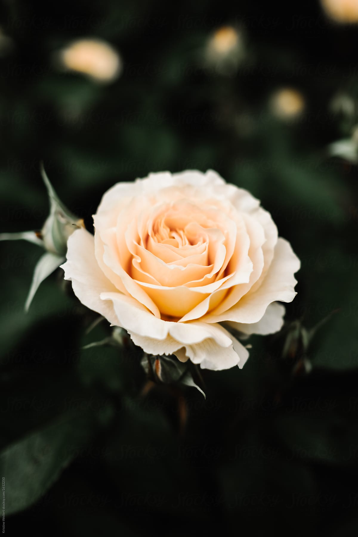 "Single Rose On Bush" by Stocksy Contributor "Kristine Weilert" - Stocksy