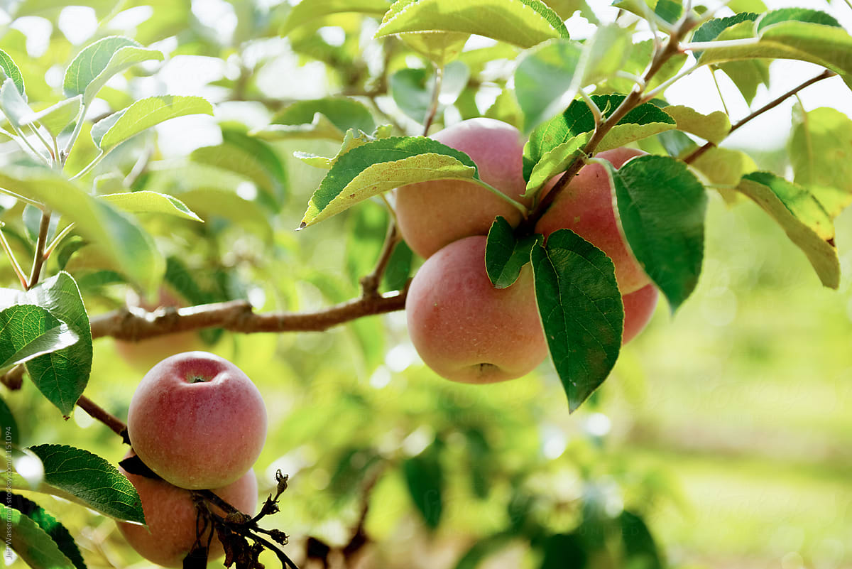 "Apple Orchard" by Stocksy Contributor "Jeff Wasserman" - Stocksy