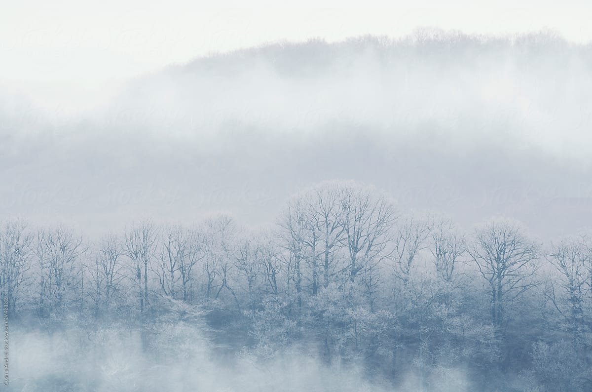"Misty Winter Forest In The Morning" by Stocksy Contributor "Cosma ...