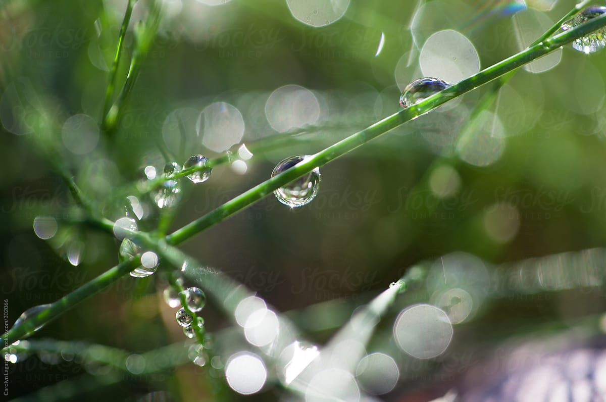 "Wet Grass" by Stocksy Contributor "Carolyn Lagattuta" - Stocksy