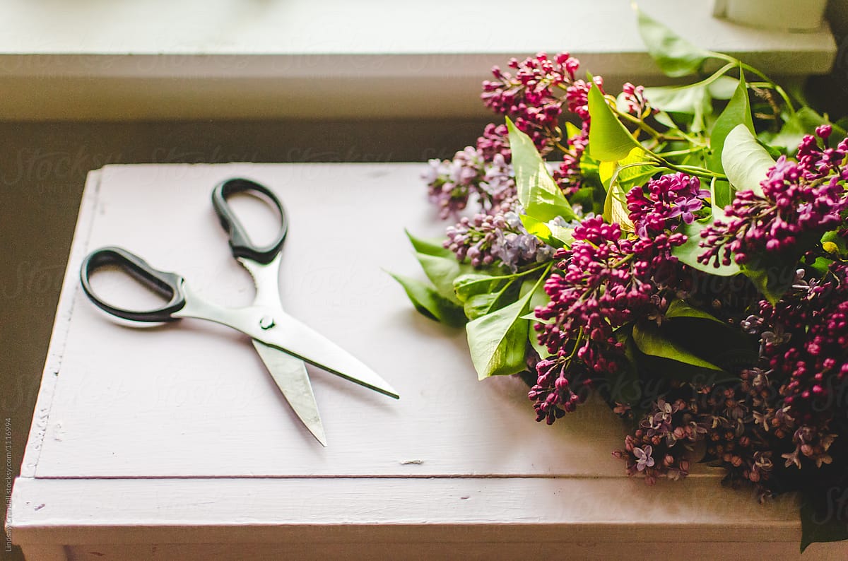"Freshly Cut Lilacs With Scissors" by Stocksy Contributor "Lindsay ...