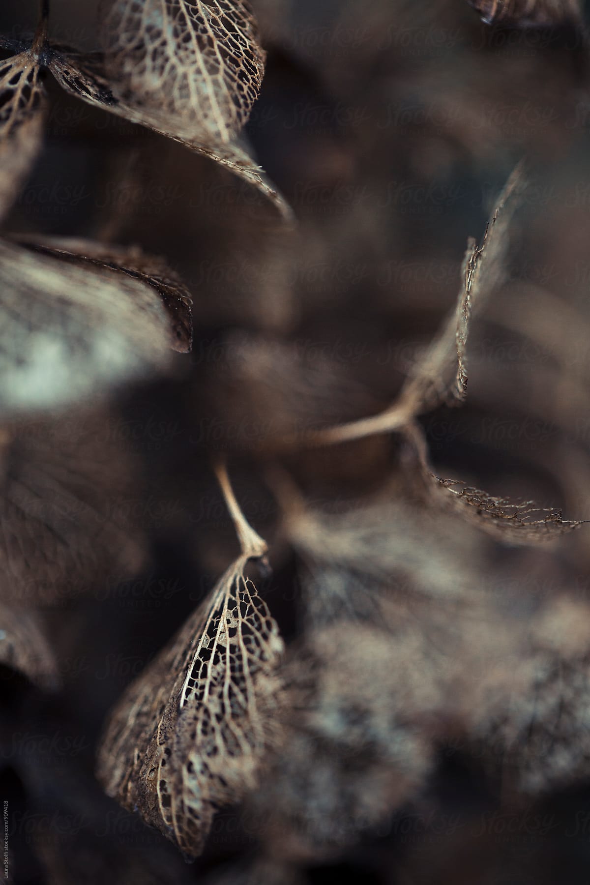 "Fleeting Dried Bronze Hydrangea Flowers" by Stocksy Contributor "Laura ...