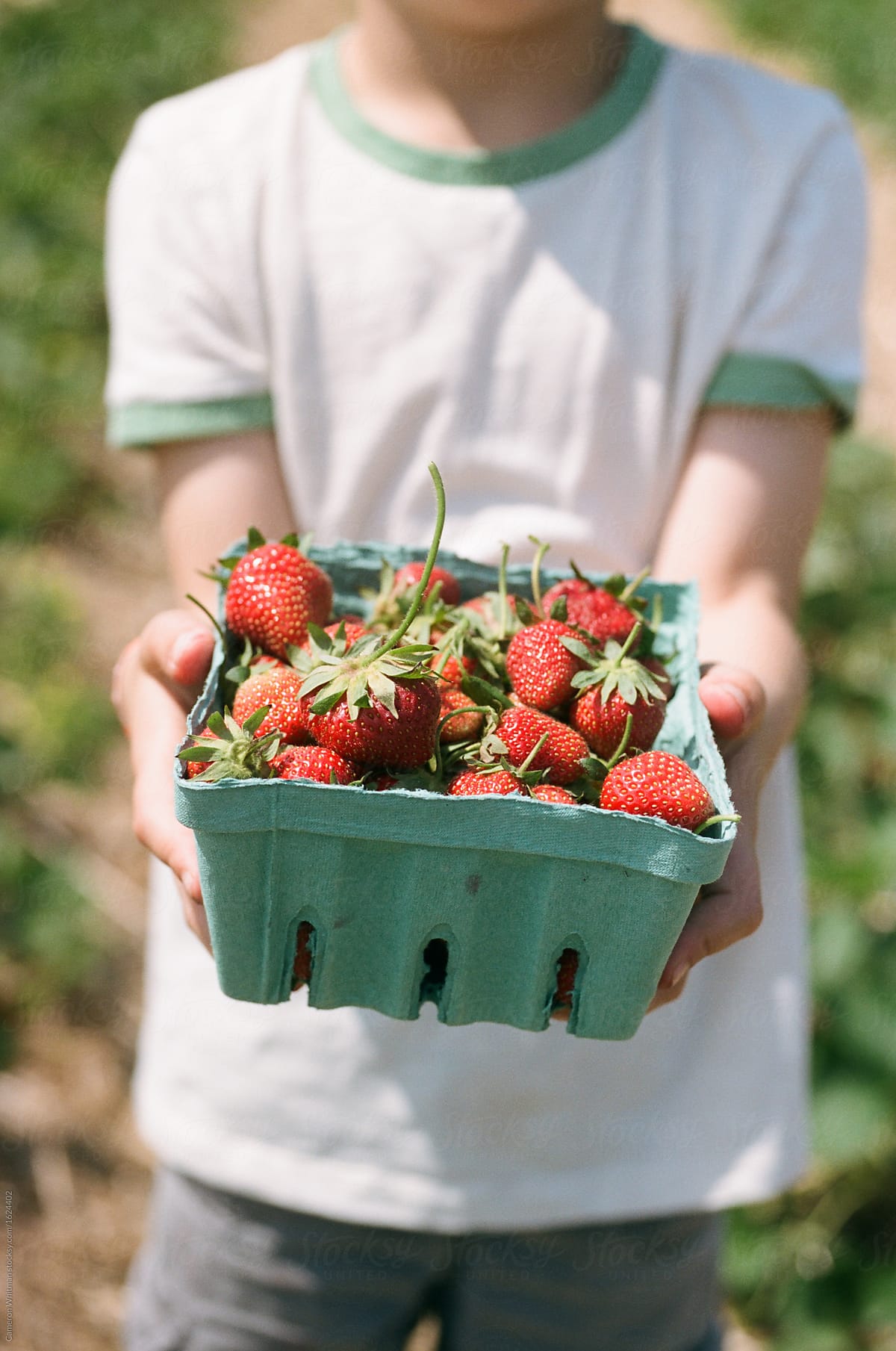 "Strawberry Bounty" by Stocksy Contributor "CWP, LLC" - Stocksy
