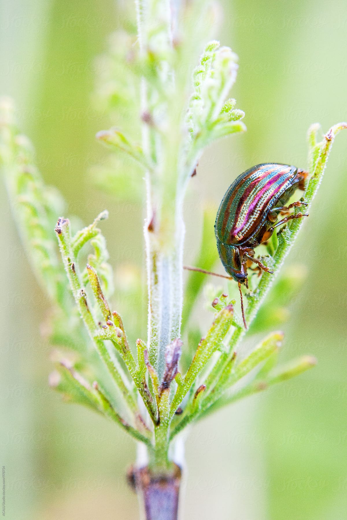 "Small Beetle On A Branch" by Stocksy Contributor "ACALU Studio" - Stocksy