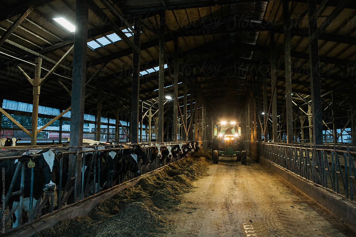 "Farmer Driving Tractor On Dairy Farm In The Early Morning" by Stocksy ...