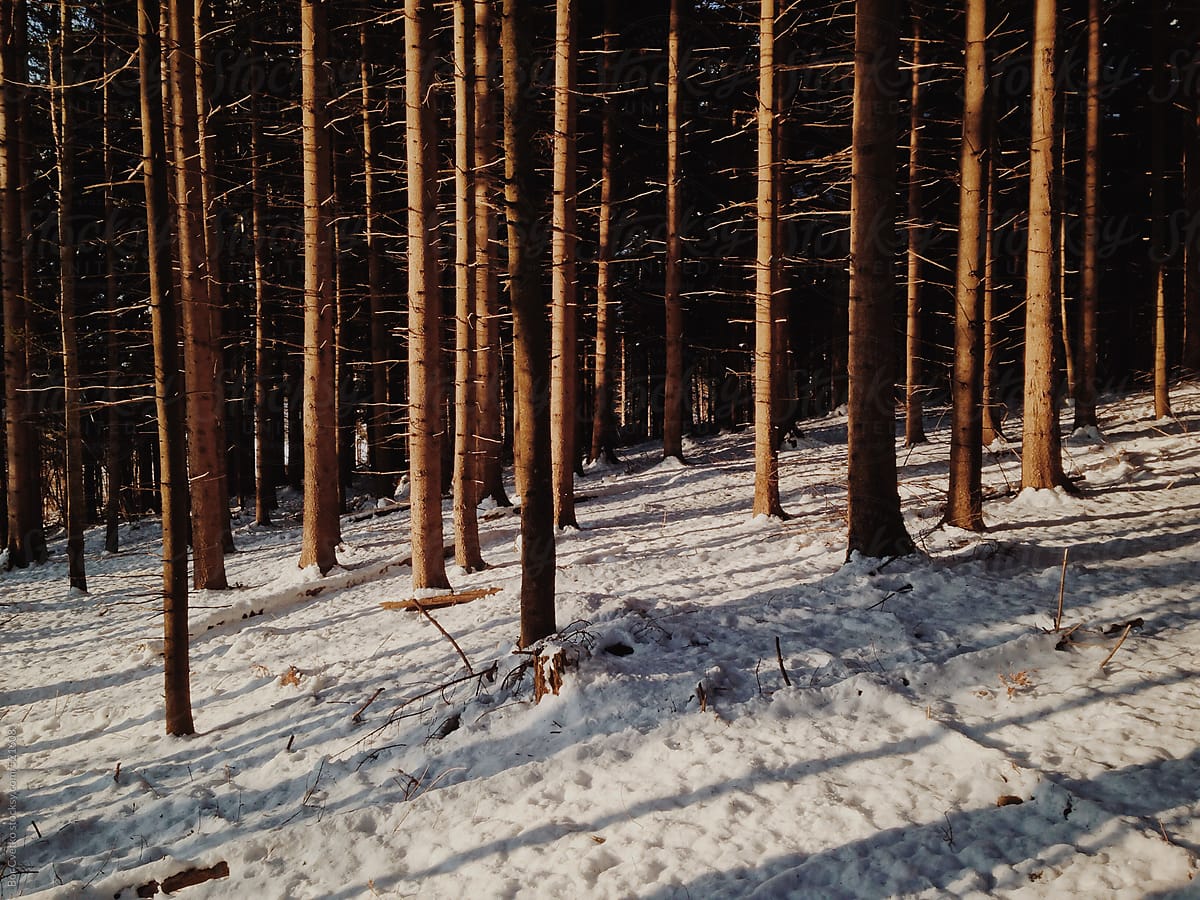 "Sunrise Light In The Dark Forest" by Stocksy Contributor "Bor Cvetko ...