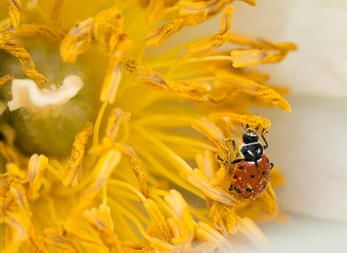 "Pollen Covered Ladybug Inside A White Flower" by Stocksy Contributor ...