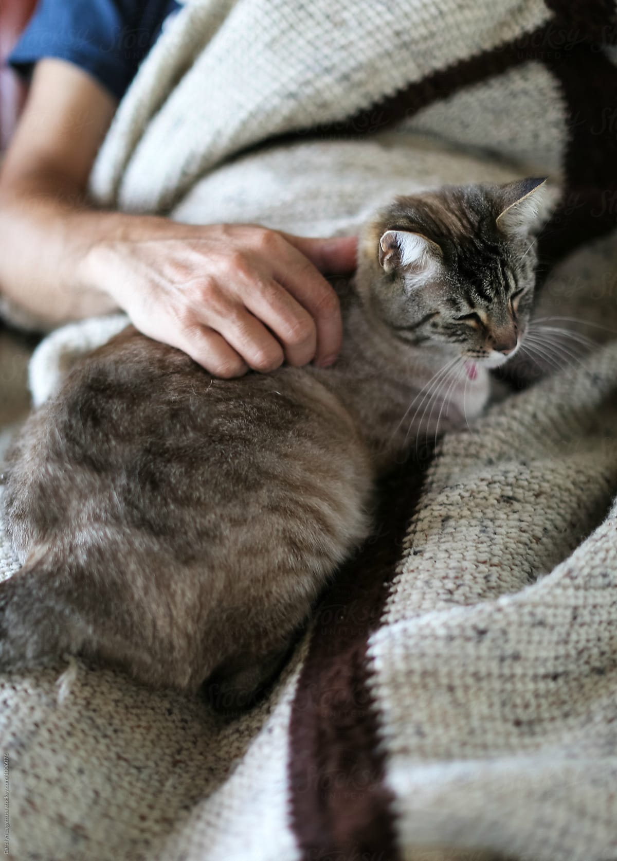 "Happy Siamese Cat On Her Male Owner's Lap" by Stocksy Contributor ...