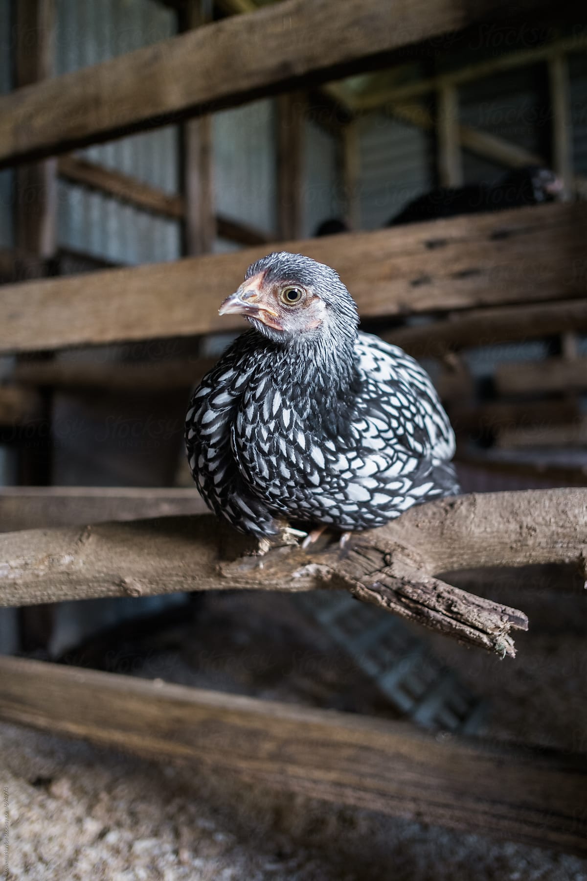 "Cute Young Hen In Barn" by Stocksy Contributor "Rowena Naylor" - Stocksy