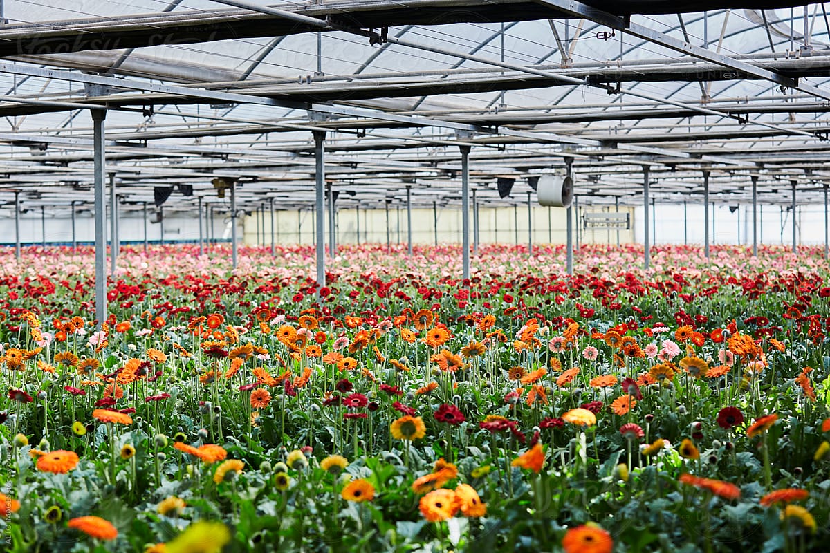 Gerbera Flower Cultivation In Greenhouse | Best Flower Site