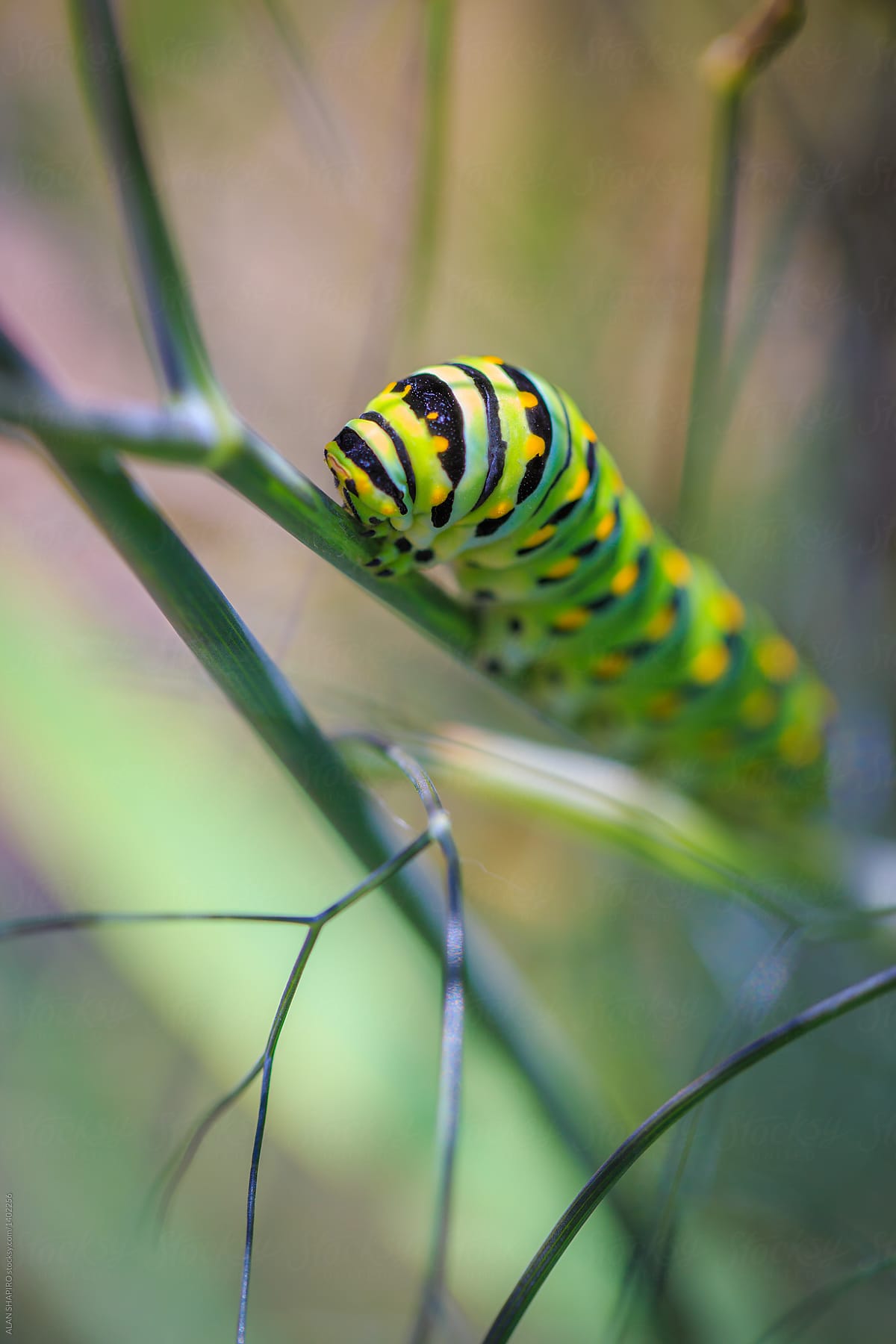 "Monarch Caterpillar" by Stocksy Contributor "ALAN SHAPIRO" - Stocksy