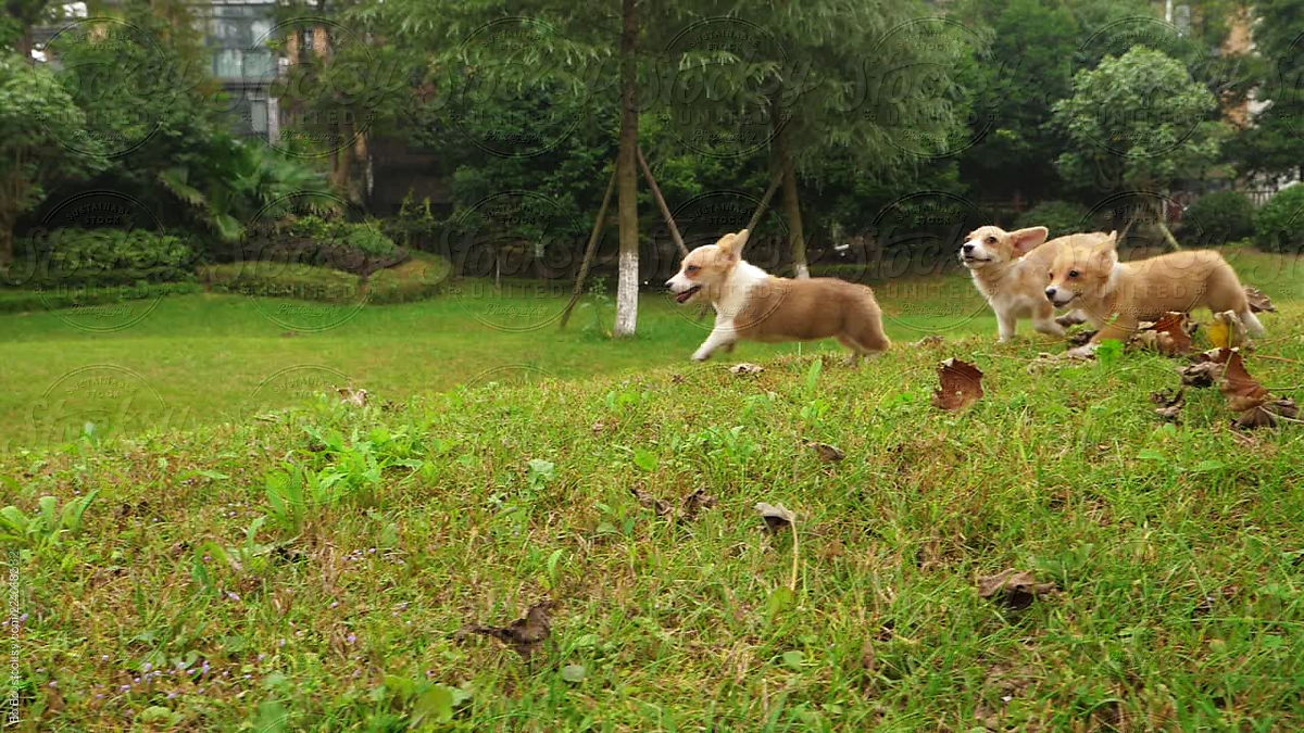 "Slow Motion Of Happy Dog Running" by Stocksy Contributor "Bo Bo" - Stocksy
