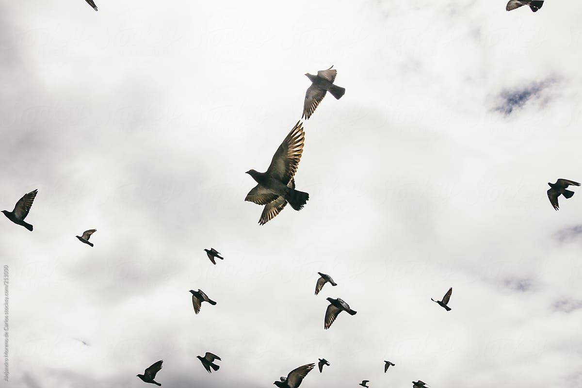 "Pigeons Flying On The Sky From Below" by Stocksy Contributor ...