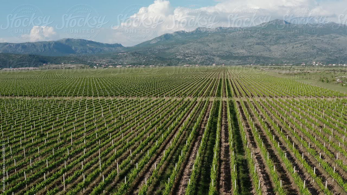 "Growing Grapes In Mountain Region. Smooth Rows Of Vines Taken From ...