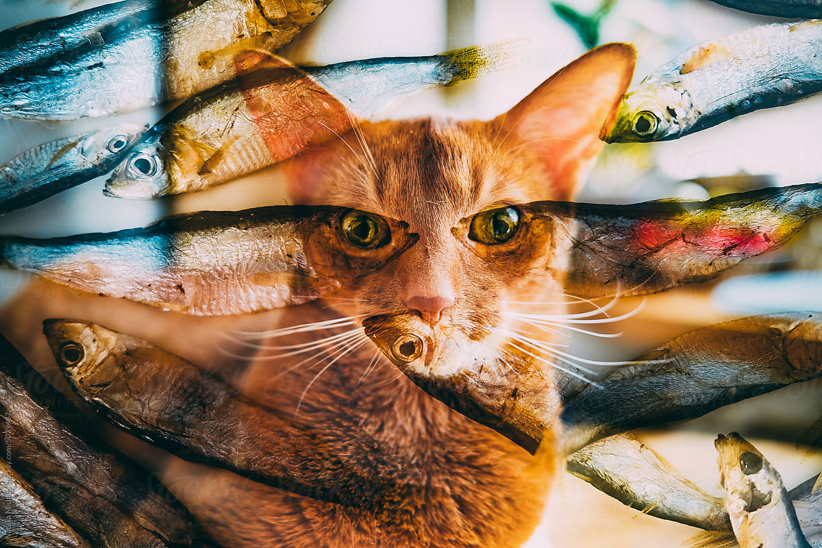 "Cat And Fish." by Stocksy Contributor "Natalia Mishina" - Stocksy