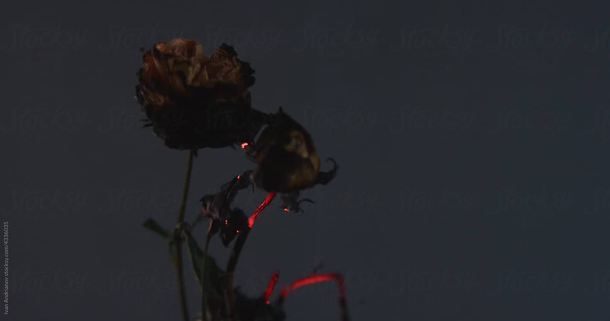 "Brittle Flower Destroyed By Fire" by Stocksy Contributor "Ivan ...