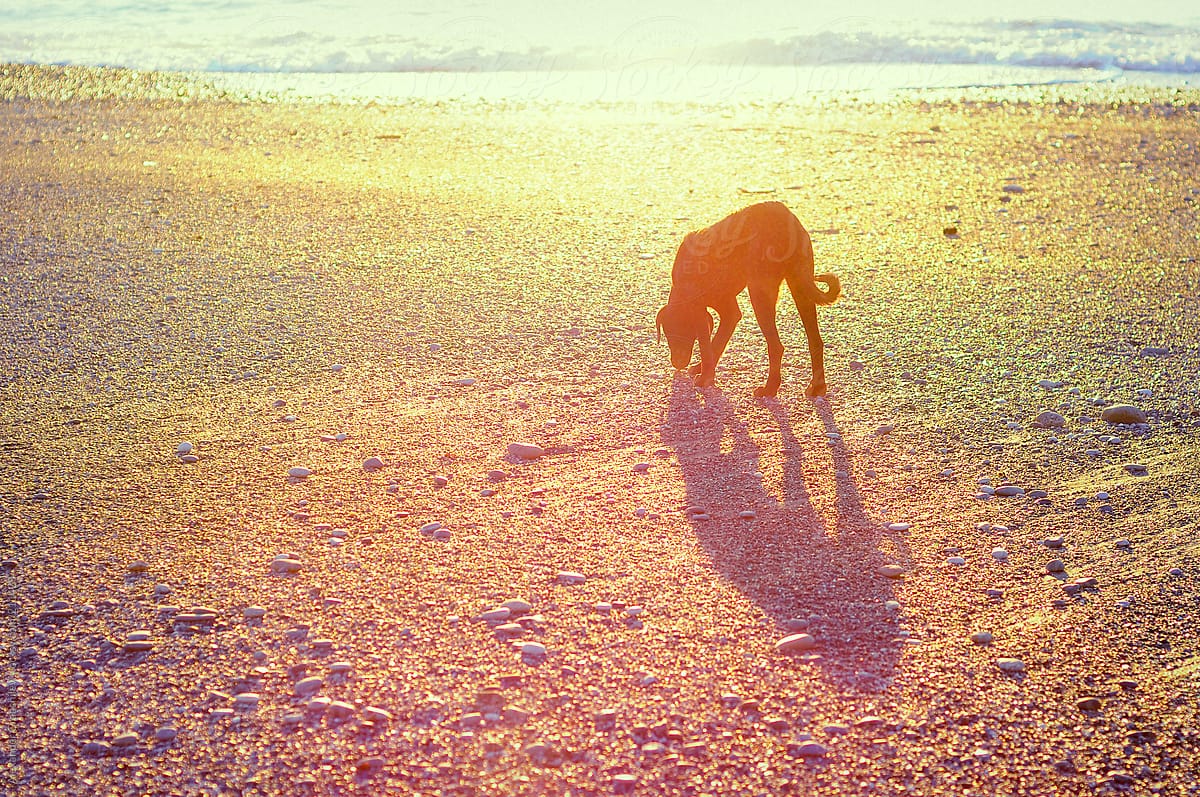 "Curious Dog On Pebble Beach At Sunset." by Stocksy Contributor ...