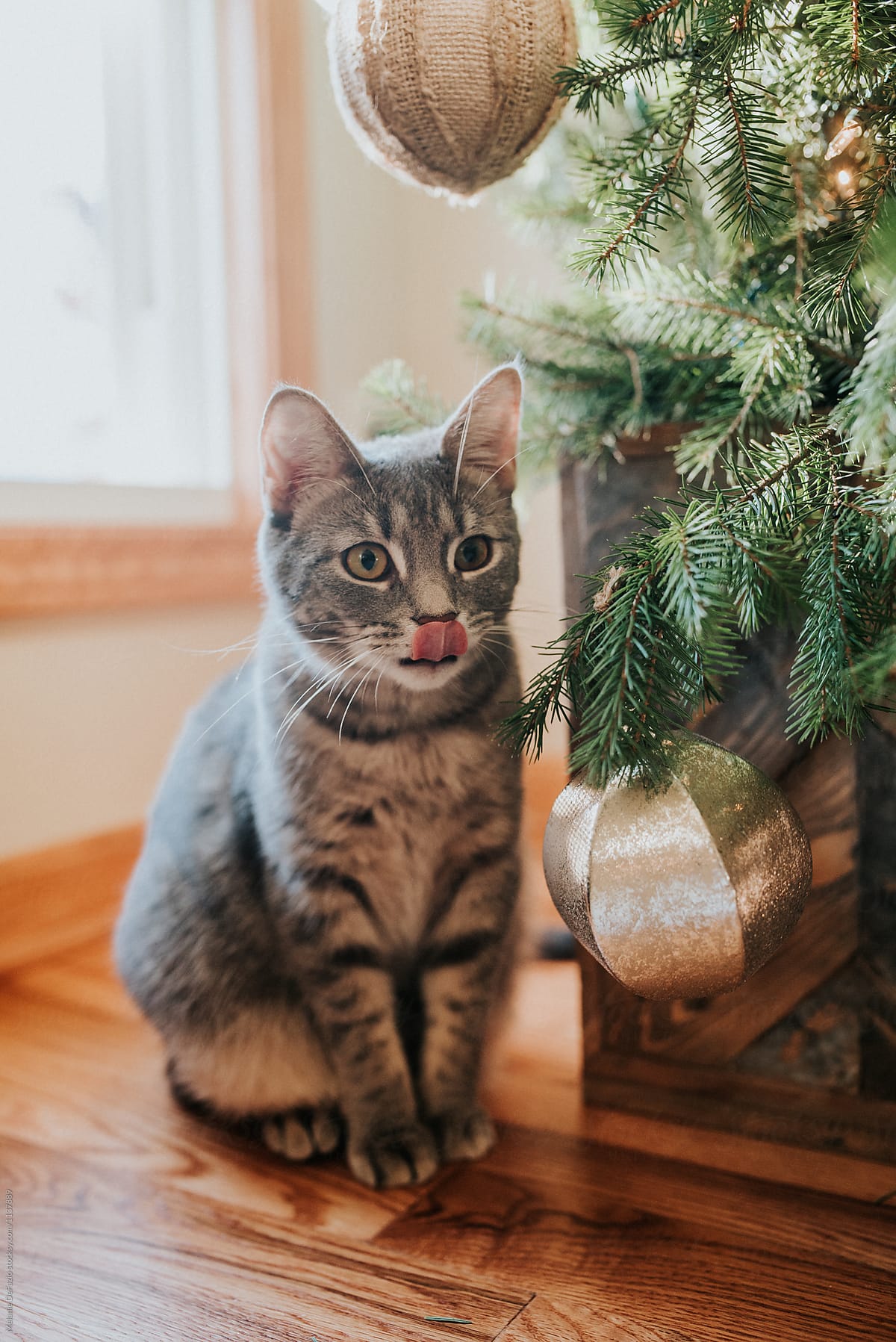 "Christmas Kitty" by Stocksy Contributor "Melanie DeFazio" - Stocksy