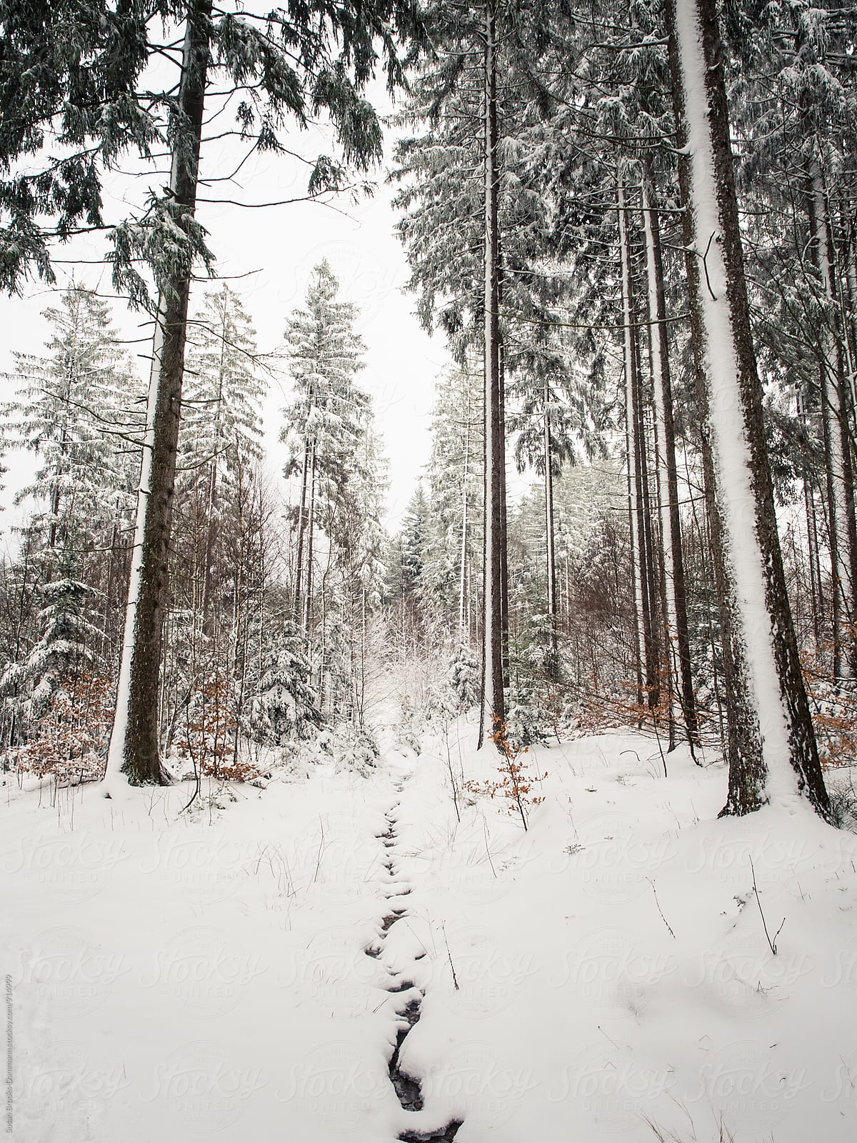 "Snowy Forest" by Stocksy Contributor "Susan Brooks-Dammann" - Stocksy