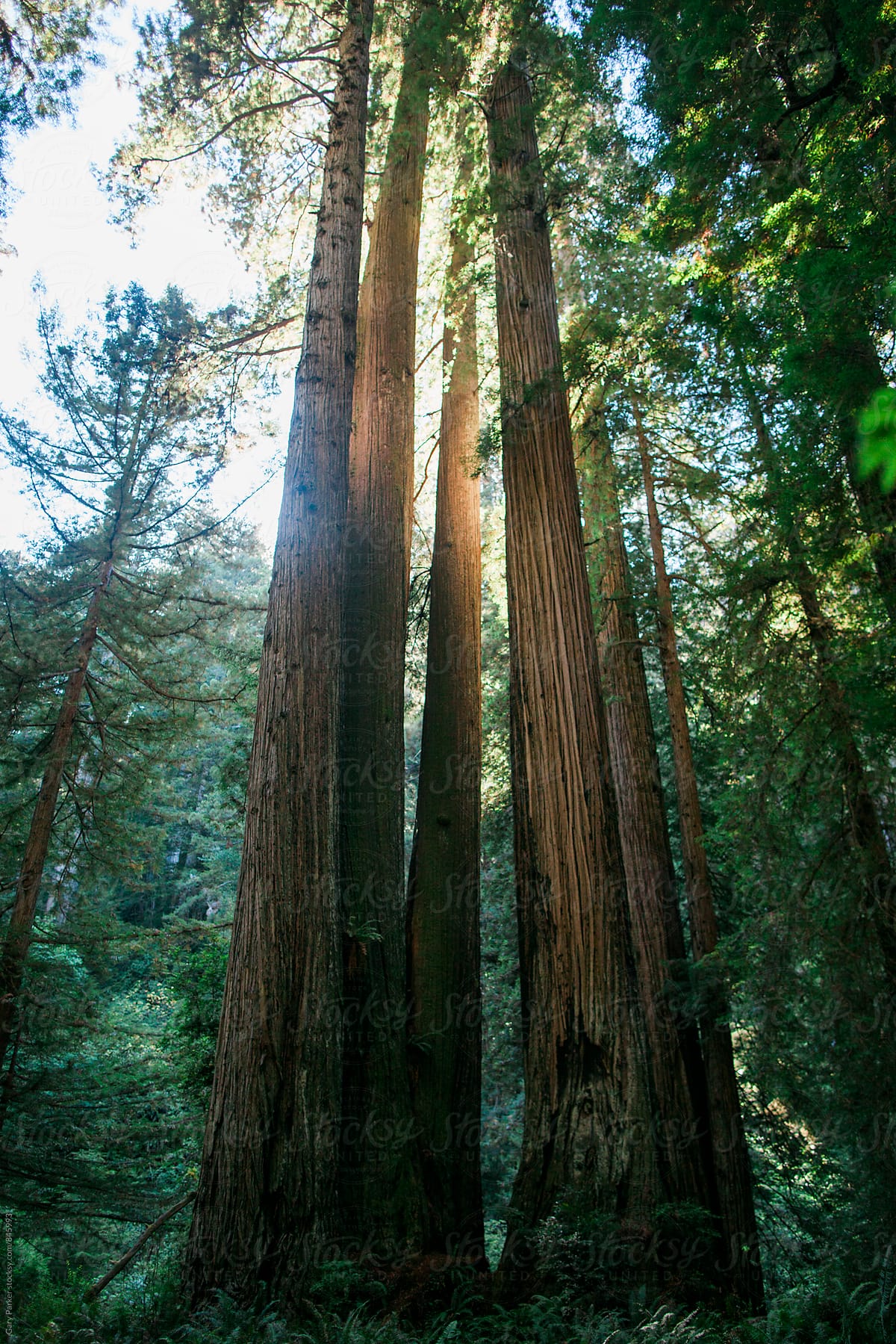 "Tall Redwood Trees Backlit By The Sun In The Redwood National Park" by ...