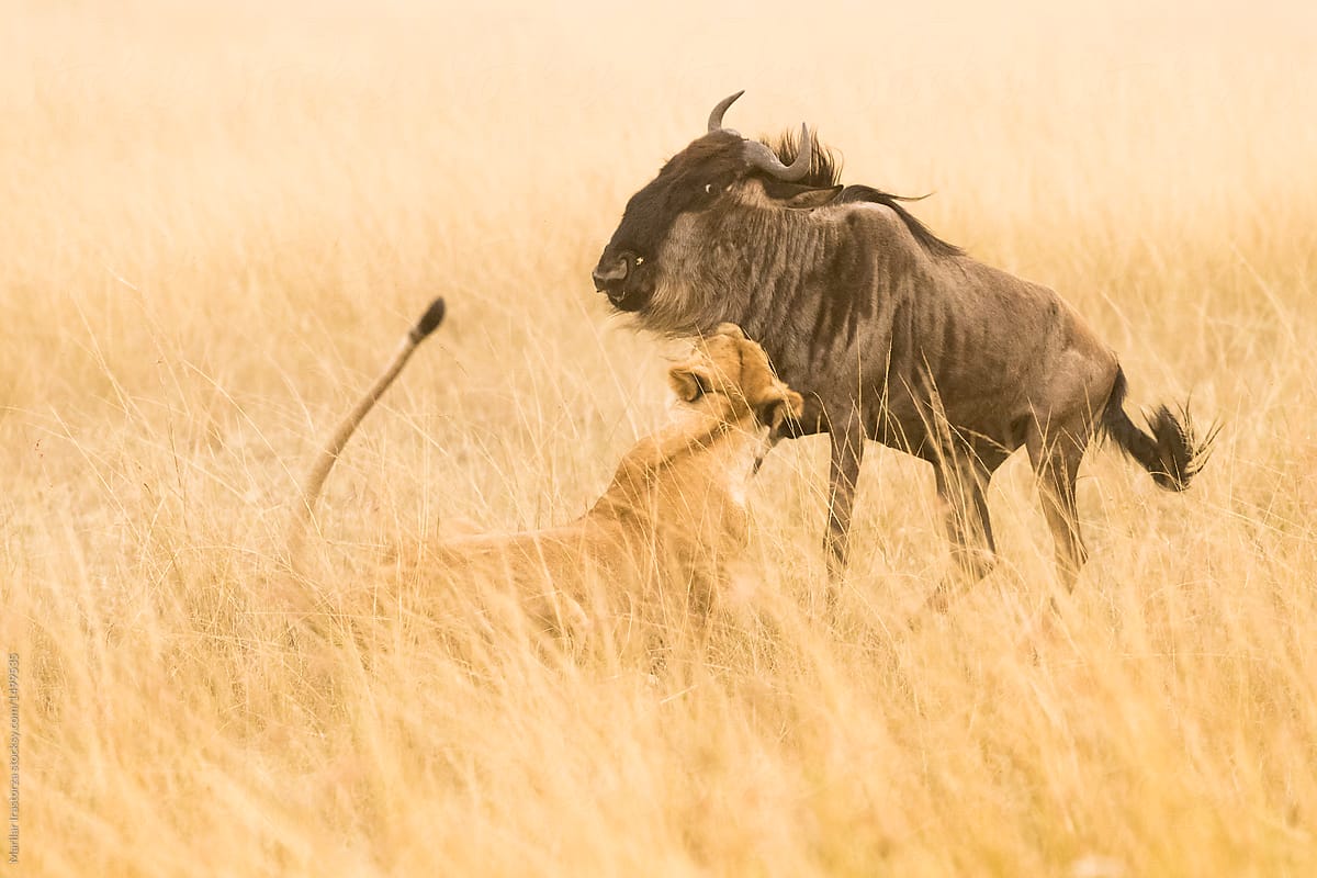 "Lioness Hunting A Wildebeest" by Stocksy Contributor "Marilar ...