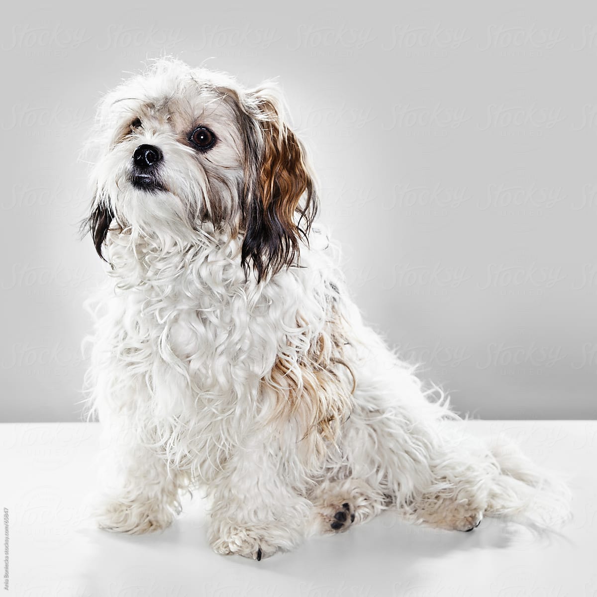 "A Studio Portrait Of A White Dog" by Stocksy Contributor "A Model ...