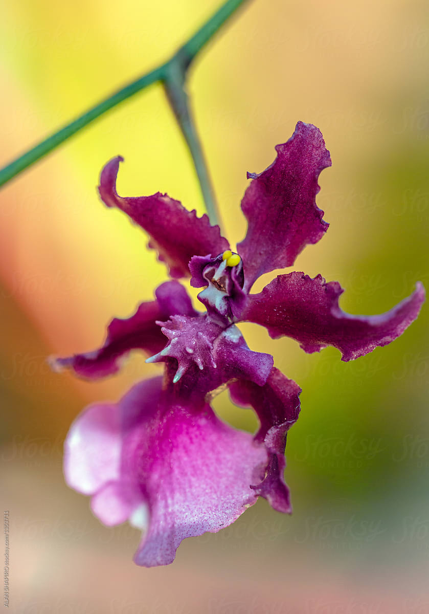 "Orchid Macro" by Stocksy Contributor "ALAN SHAPIRO" - Stocksy