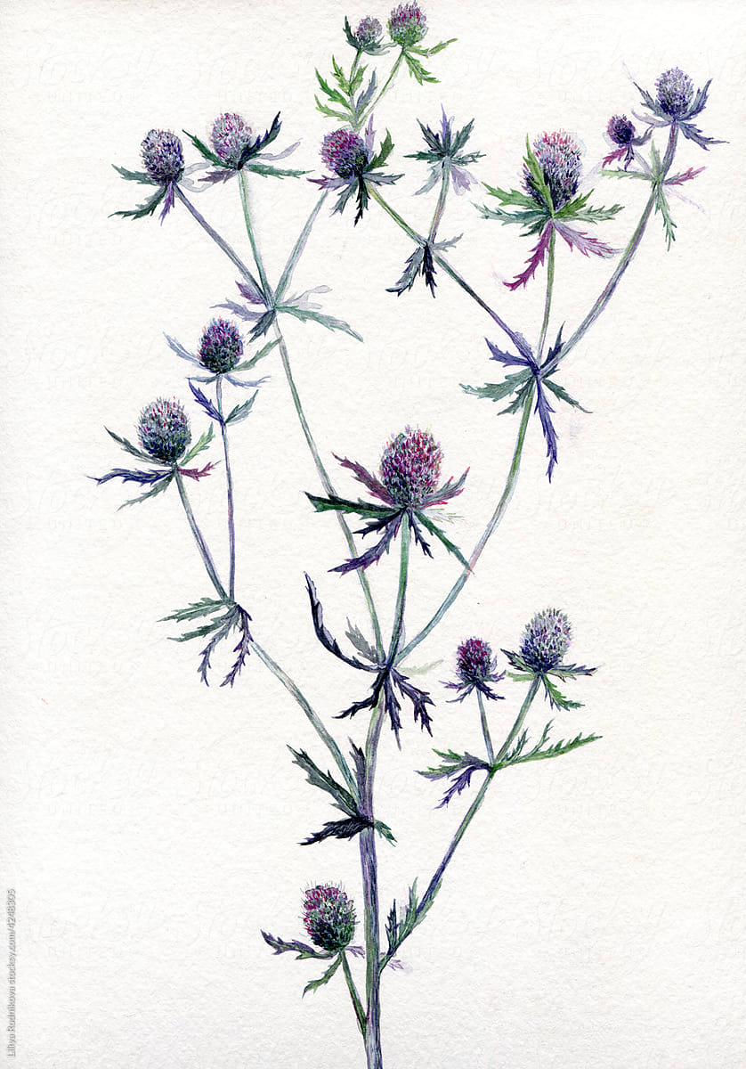 "Watercolor Thistle" by Stocksy Contributor "Liliya Rodnikova" - Stocksy
