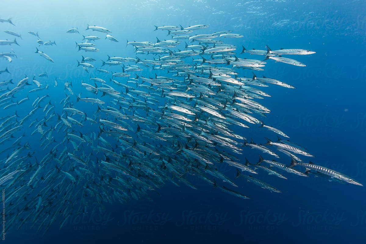 "Diving With School Of Barracuda" by Stocksy Contributor "Song Heming ...