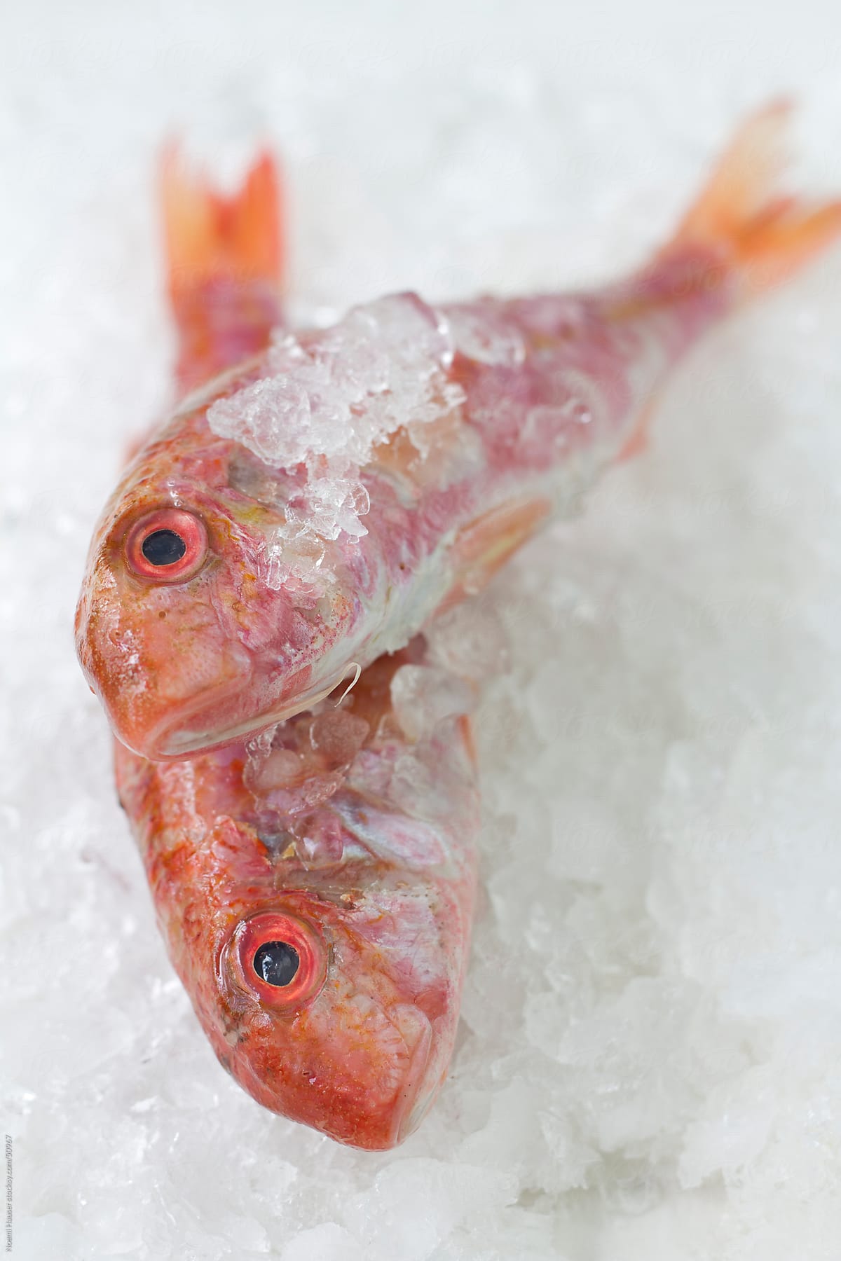 "Red Mullets On Ice - Close Up" by Stocksy Contributor "Noémi Hauser ...