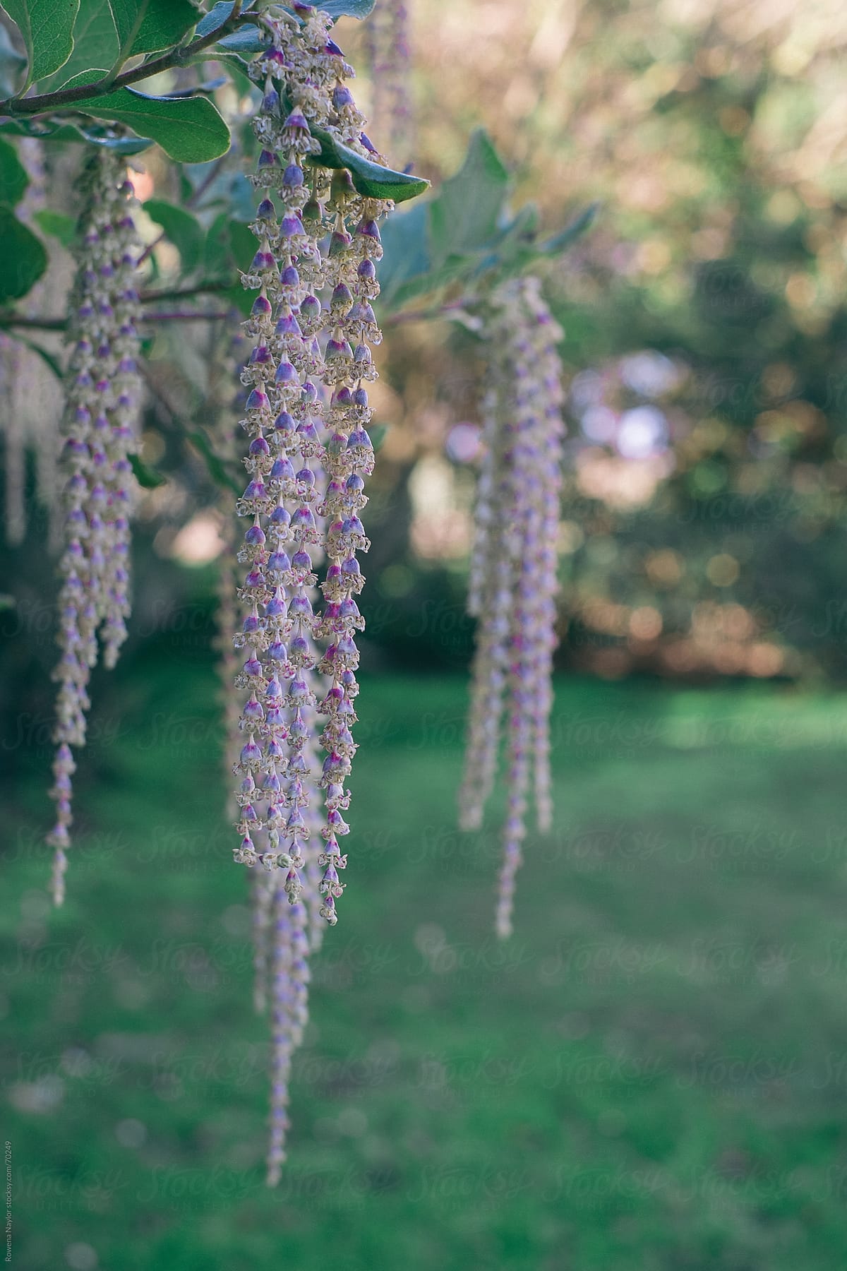 "Winter Blossom" by Stocksy Contributor "Rowena Naylor" - Stocksy